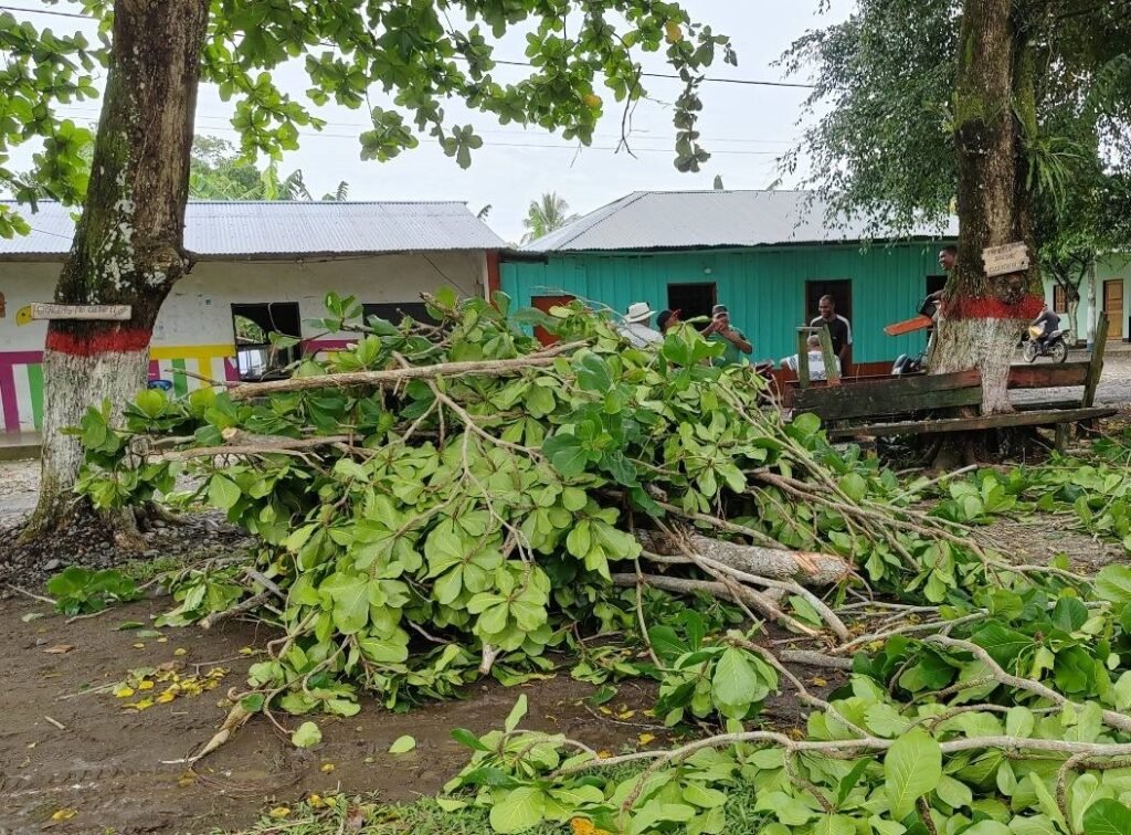 EN UNGUÍA-CHOCÓ, VENDAVAL DEVASTA TANELA: EL 75 % DE LA PRODUCCIÓN ...