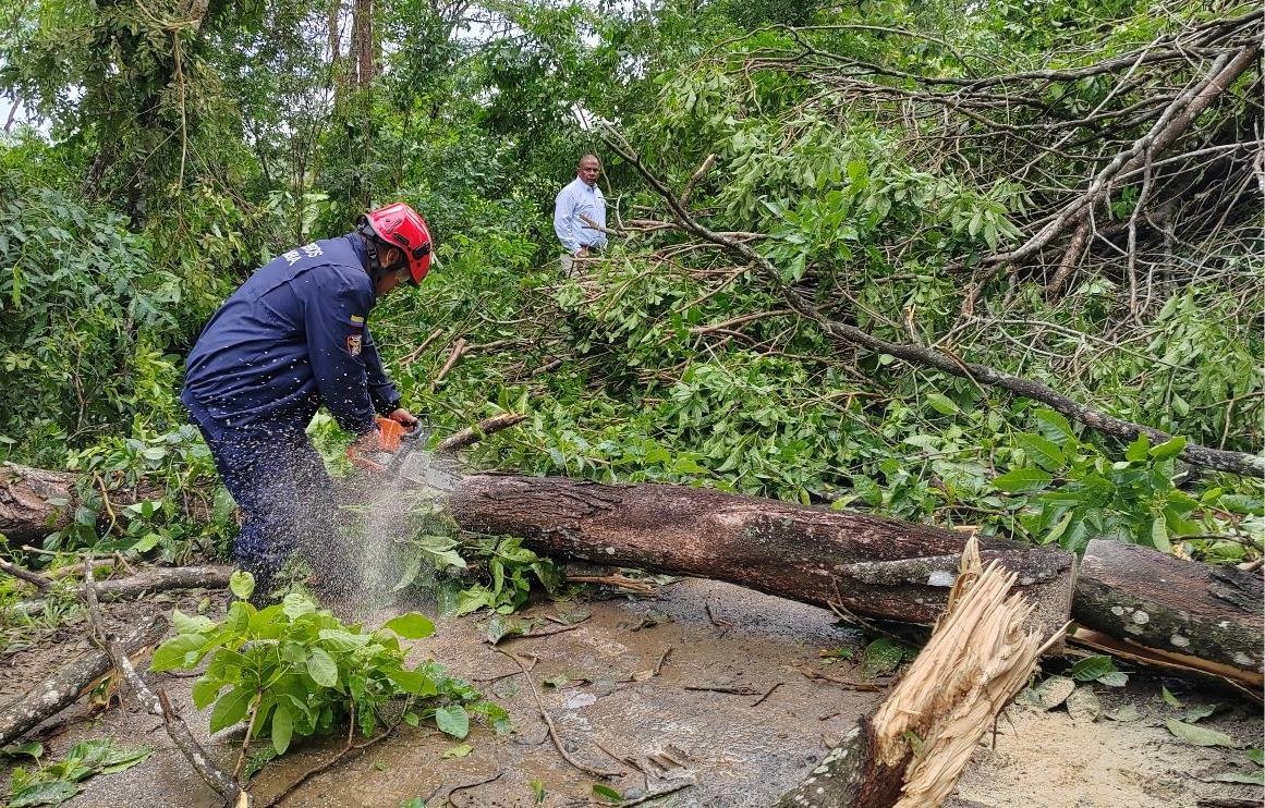 EN UNGUÍA-CHOCÓ, VENDAVAL DEVASTA TANELA: EL 75 % DE LA PRODUCCIÓN ...